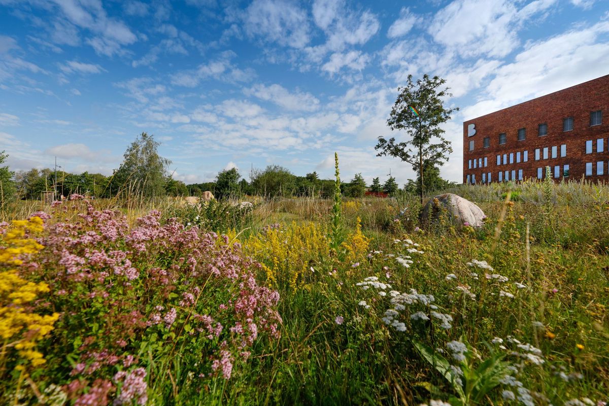 Injectietherapie met Androskat bij erectieproblemen - Bernhoven